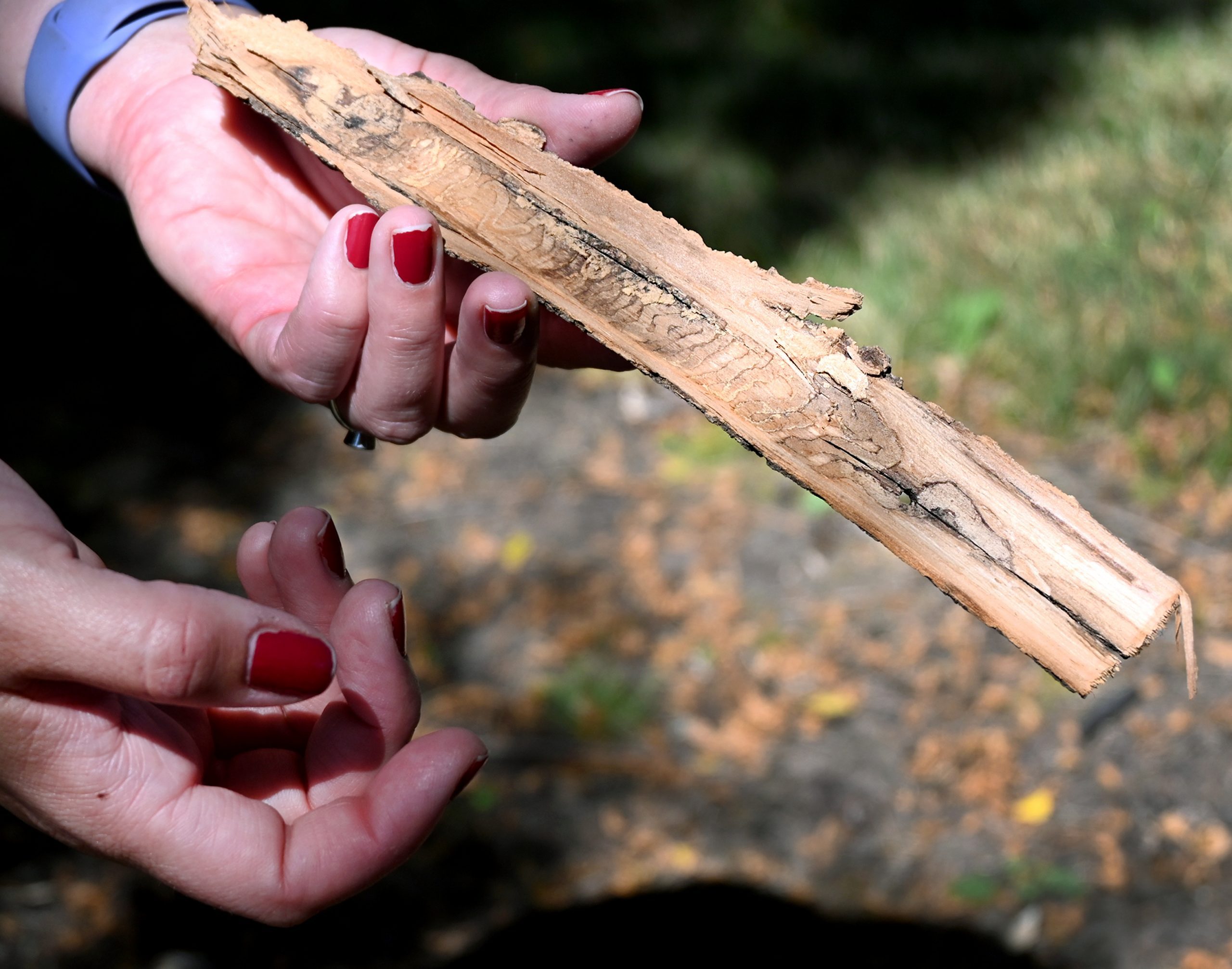 ‘Profoundly devastating’: Invasive emerald ash borer threatens Oregon ...