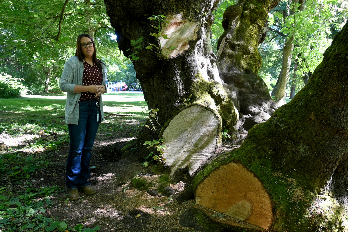Corvallis tree vandals target burl wood, prized in woodworking - High ...